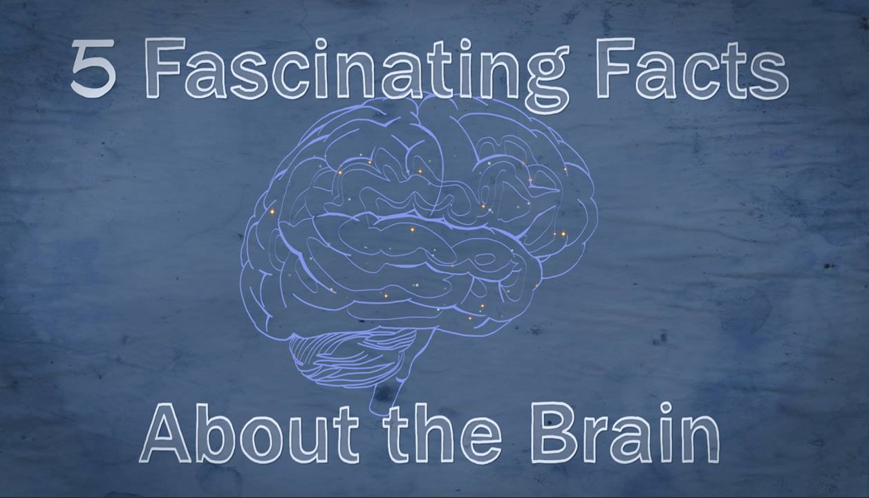 How does your brain work? These fascinating talks explain: http://t.ted ...