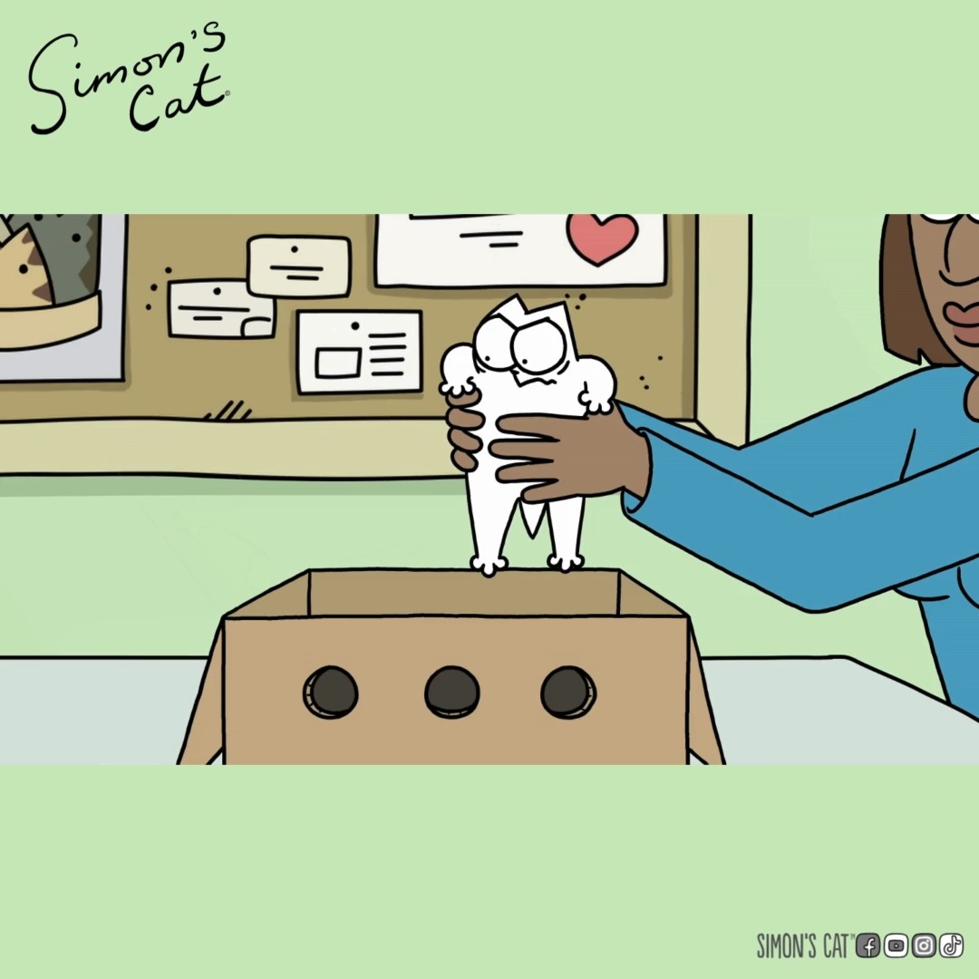 'Pick me, Choose me, Love me' or how Simon adopted his Cat! 🥲😸 | Simon ...