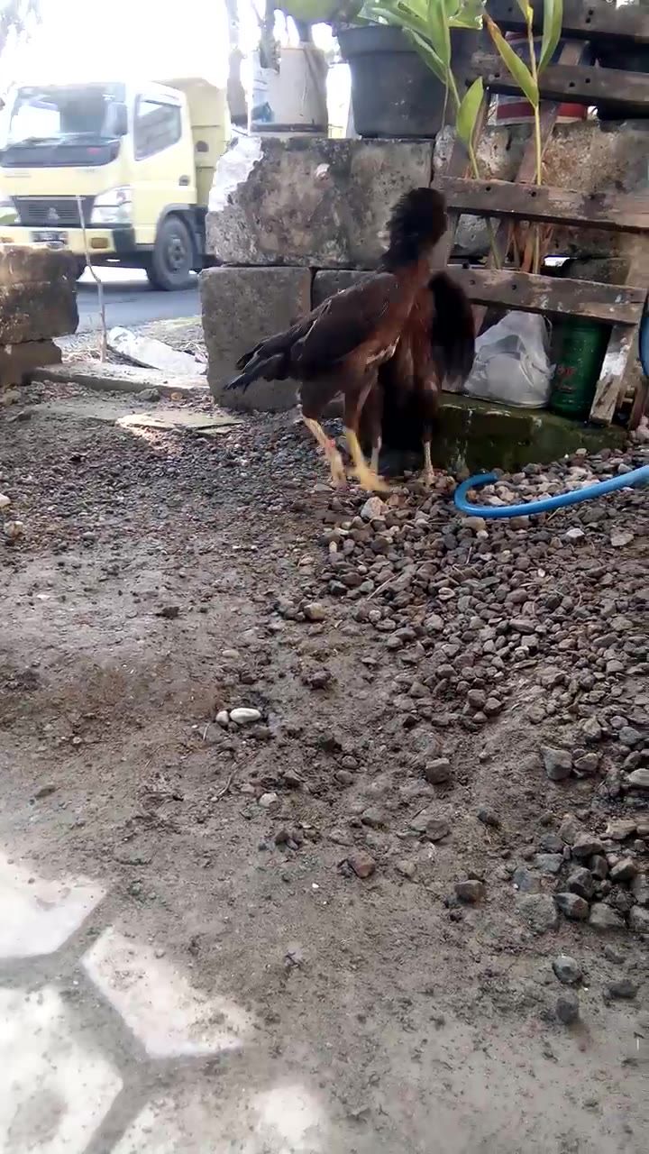 Tante Vs Keponakan By Sumber Jaya Rooster