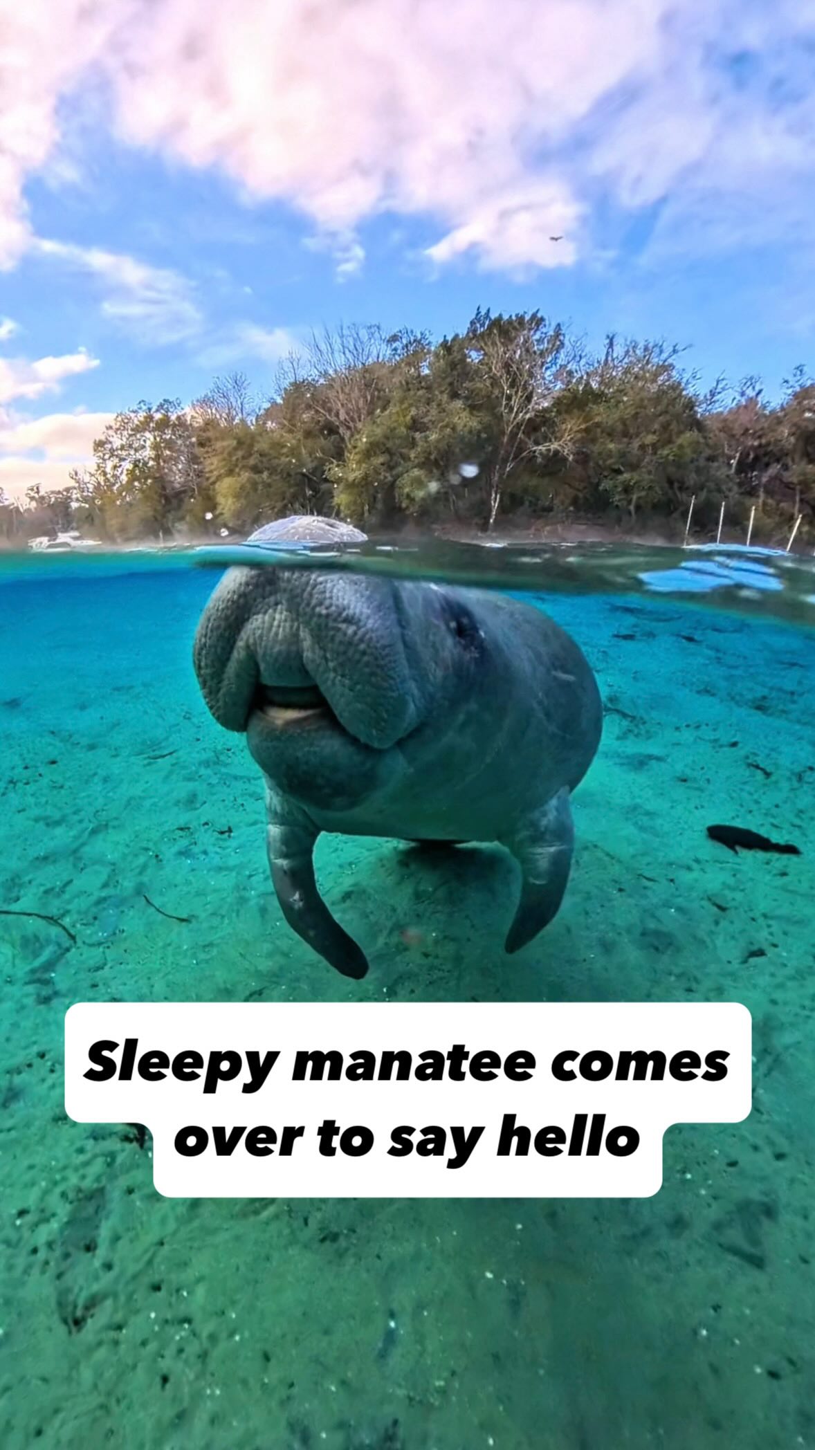 Ever Wonder How Manatees Sleep Without Drowning 😴🌊 Manatees Are
