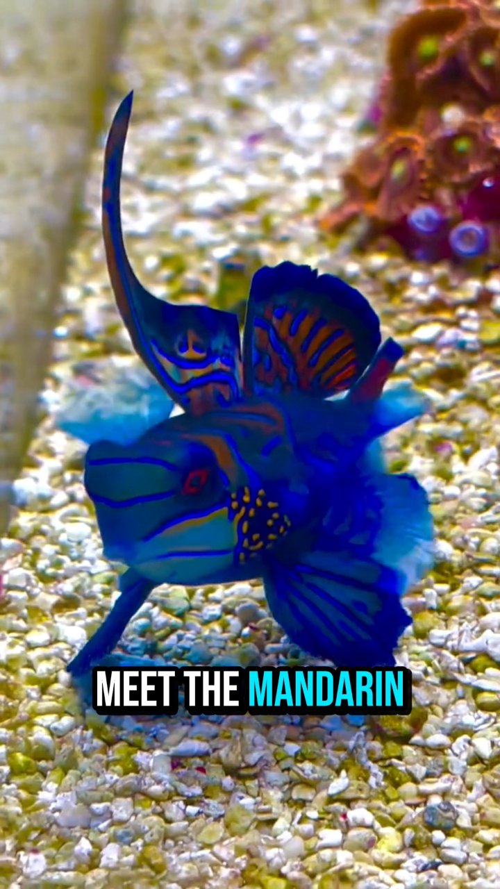 “Meet the ocean’s most colorful secret — the Mandarin Dragonet!” #fyp # ...