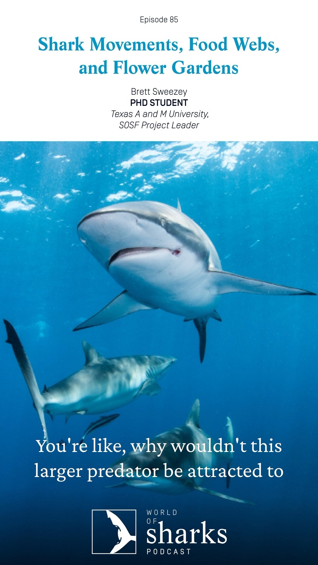 This week on the World of Sharks podcast, host Isla Hodgson gets to ...