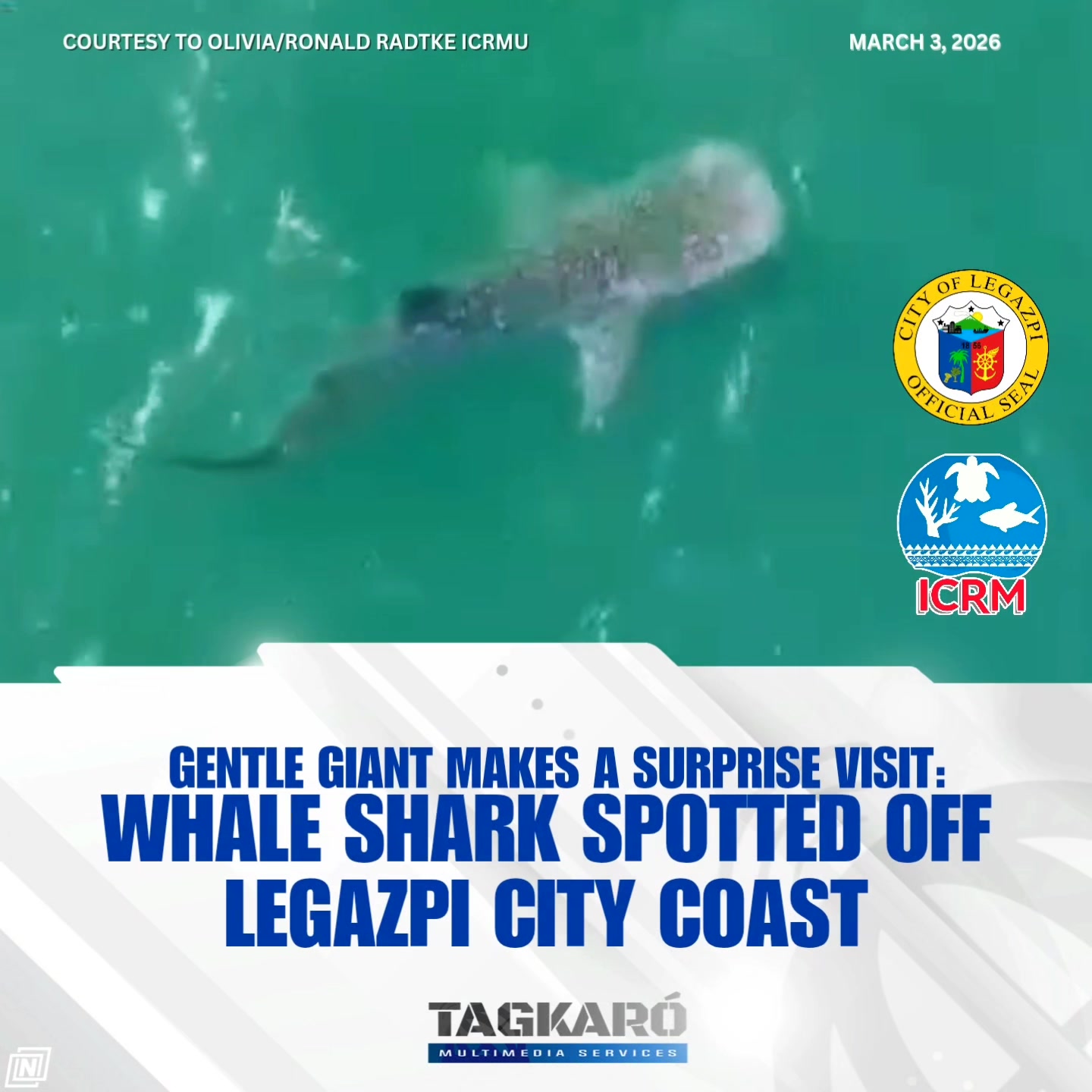 Tagkaró - 🐋 GENTLE GIANT MAKES A SURPRISE VISIT: WHALE... | Facebook
