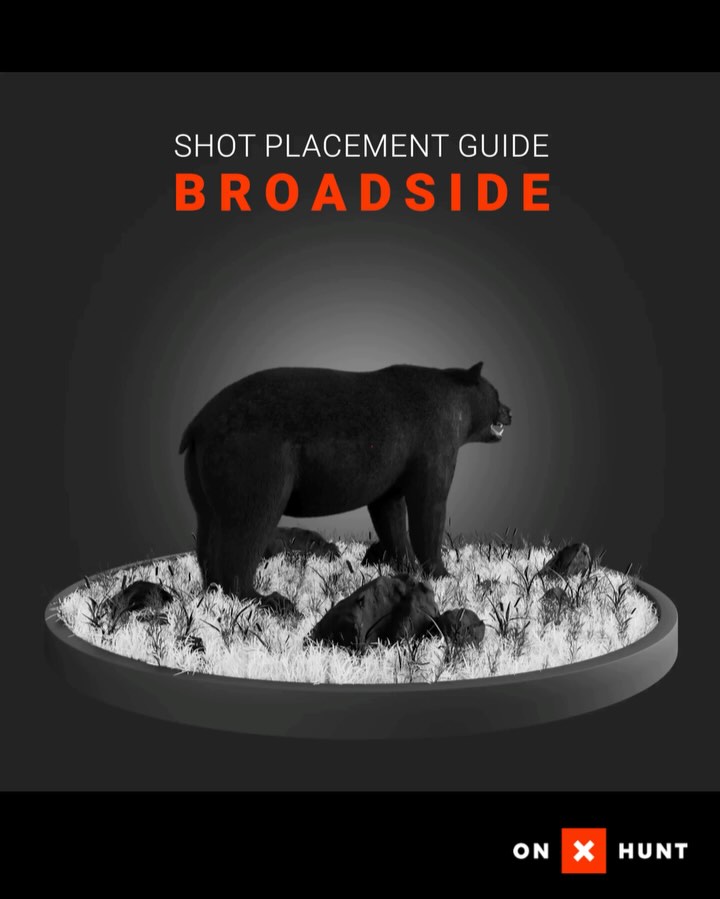 Black Bear Anatomy Shot Placement Shot Placement Stuff 8382
