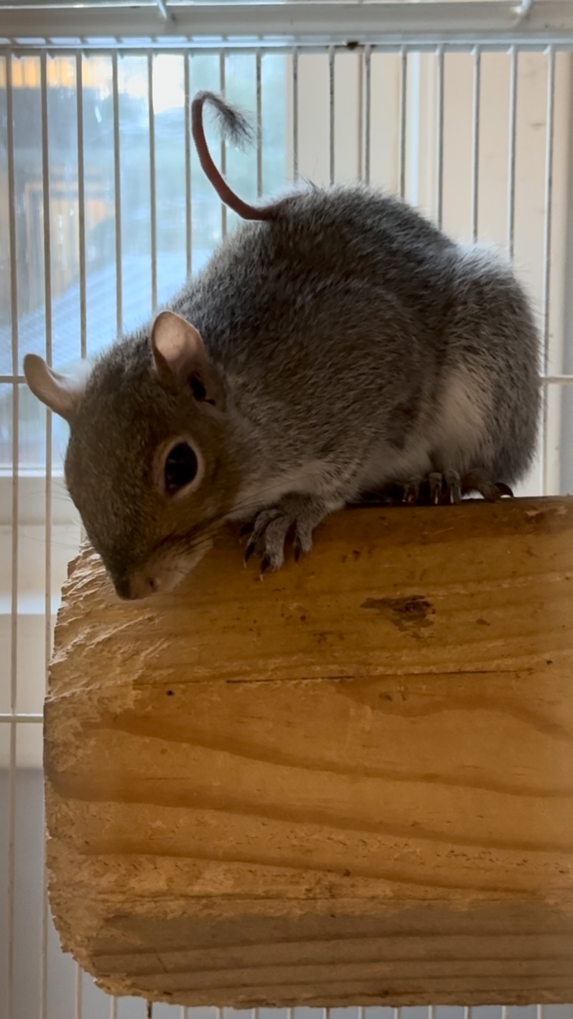Ever Wonder Why A Squirrels Tail Is So Big And Bushy Its Not Just