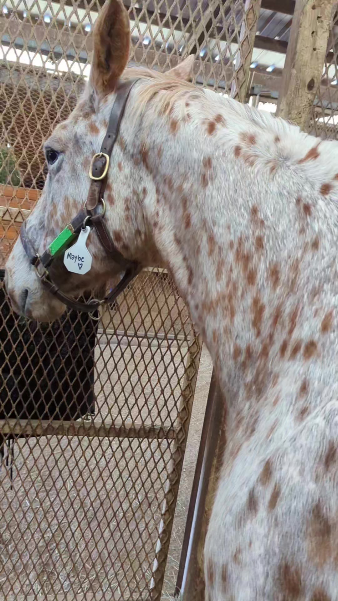Mamas Need Lovin Too Maybe The Mama For The New Filly Is Such A