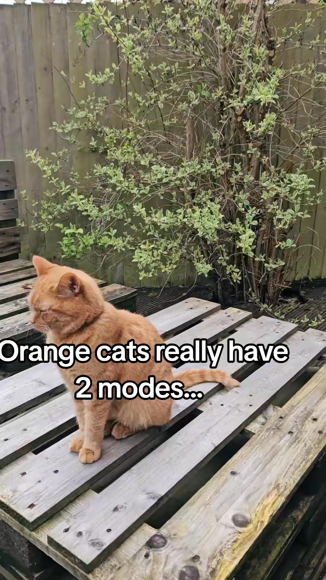 Orange cat behaviour #cat #meow #kittens #kitty #catstagram #catlove # ...
