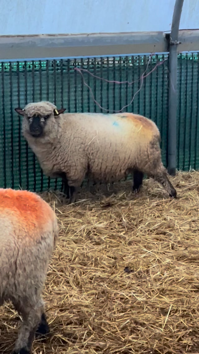 We are so close to the start of lambing now, our ladies have been split ...
