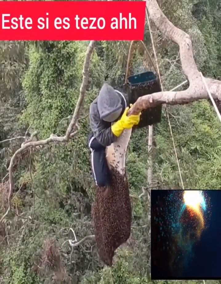 See How Dangerous They Get Wild Honey Honey See How Dangerous They Get Wild Honey By Kim