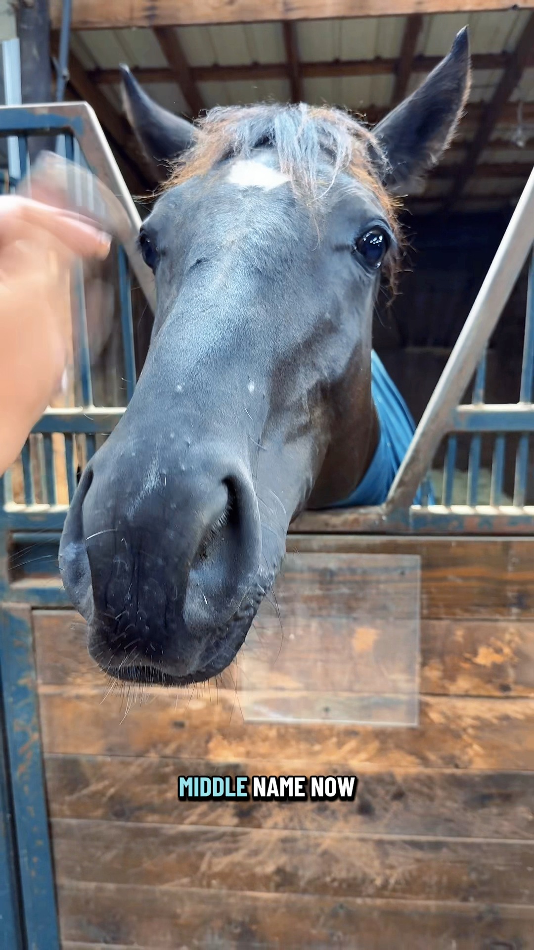Wally Wants To Tell You His New Middle Name😂🐴 Katie Van Slyke Facebook 9489