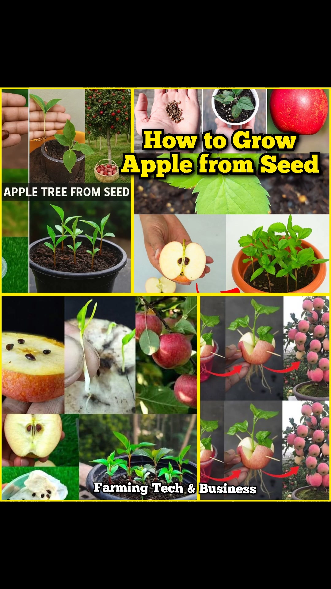🌱 How to Grow Your Own Apple Tree (The Simone Way) Step 1: Save Those ...