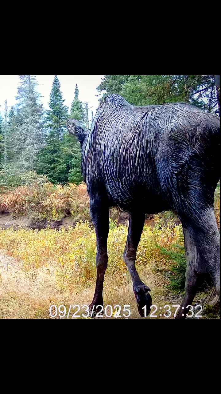 Moose on the Loose in Old Forge!😍🫎 We spotted this girl today heading ...