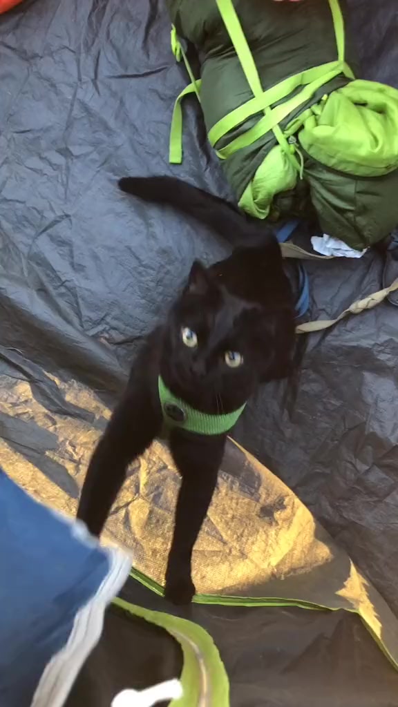 Simon The Backpacking Kitty