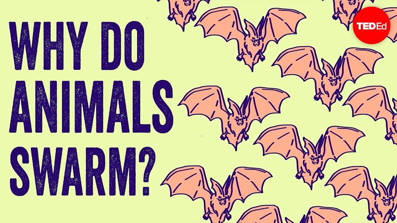 Why do animals form swarms? How do they do it without a leader? The ...