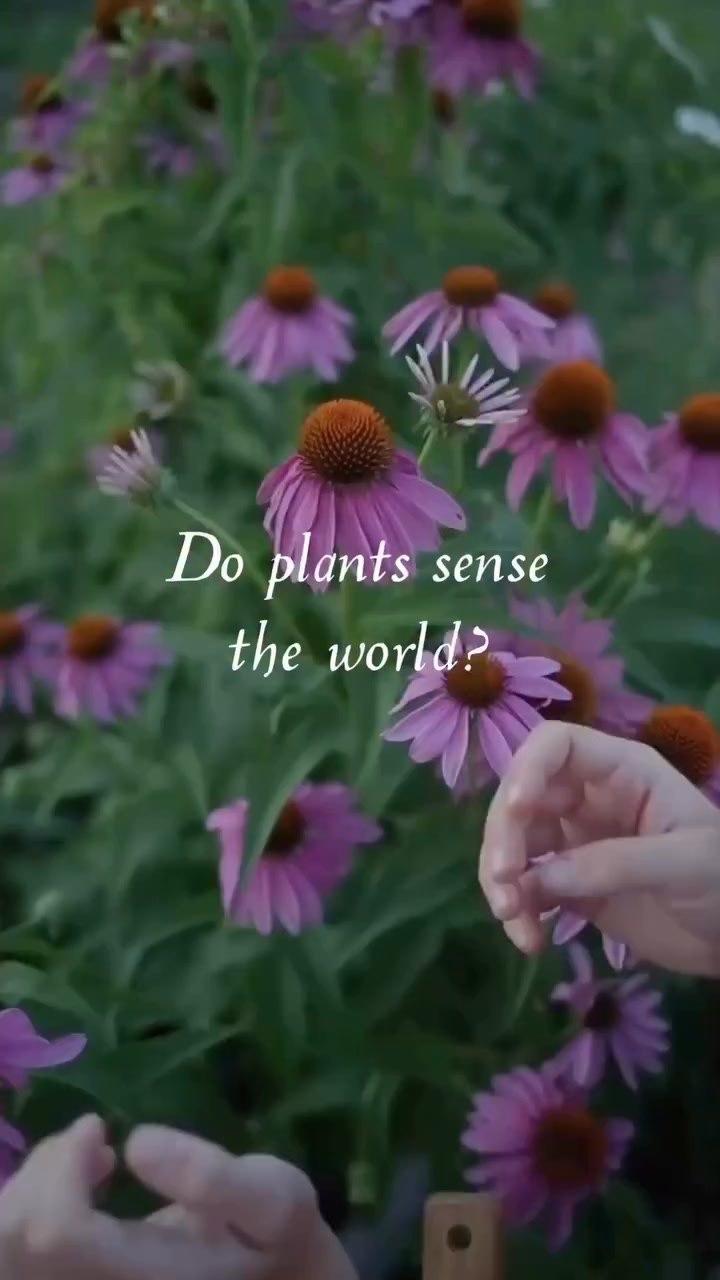 Do plants sense the world? They feel the light… 🌞 (plants grow toward ...