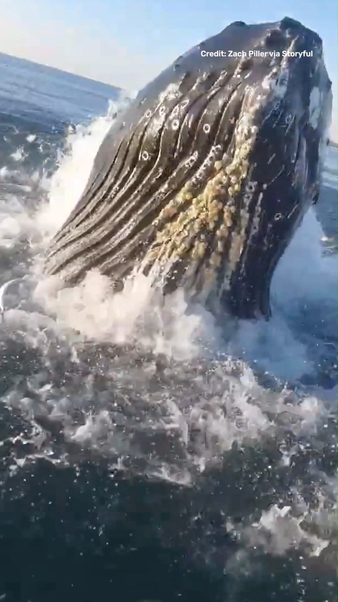 Surprise Whale Breach Whale An Unbelievable Sight By Iflscience 5563