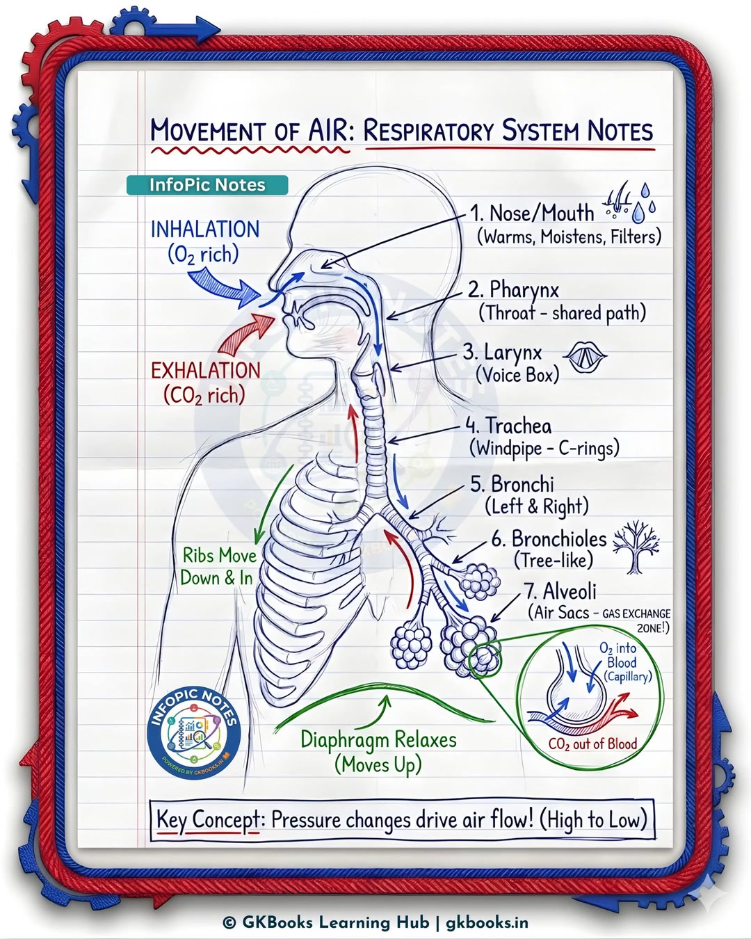The movement of air through the respiratory system is a continuous ...