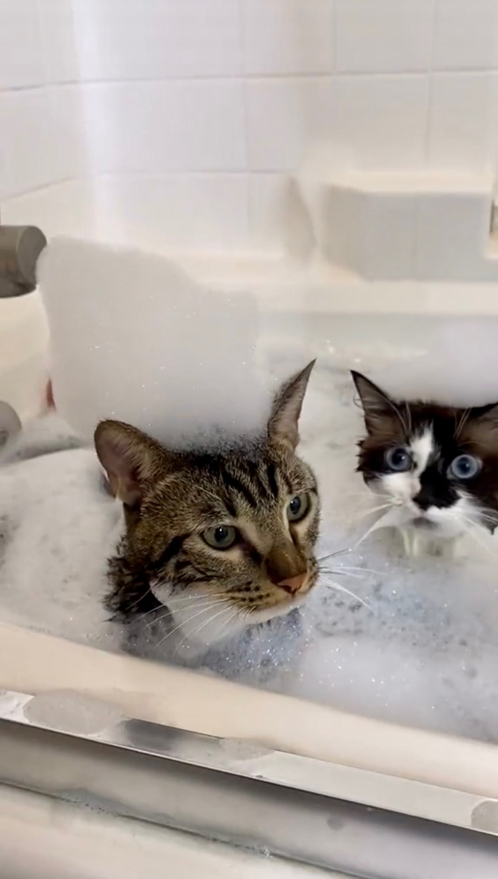 Dontstopmeowing Mom Vs Dad Compilation