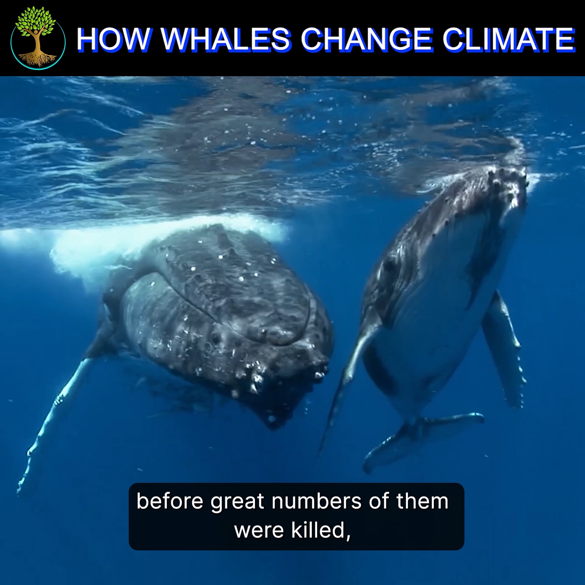 Think whales are just ocean giants? Dive deeper and discover their ...