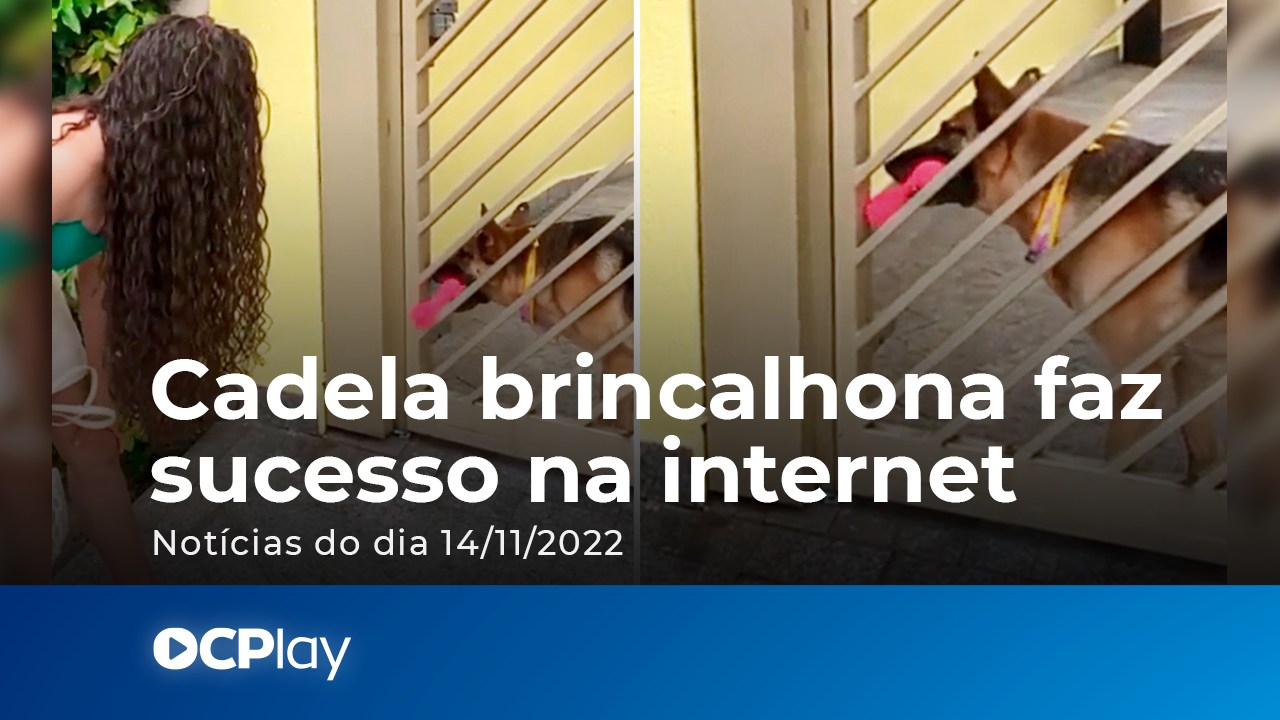 Cadela Brincalhona Faz Sucesso Na Internet Um Vídeo Que Está