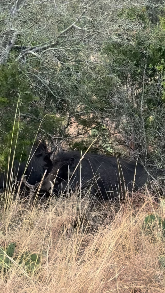 Big Male And Female Warthog Right Here In Texas Looking For Your Next