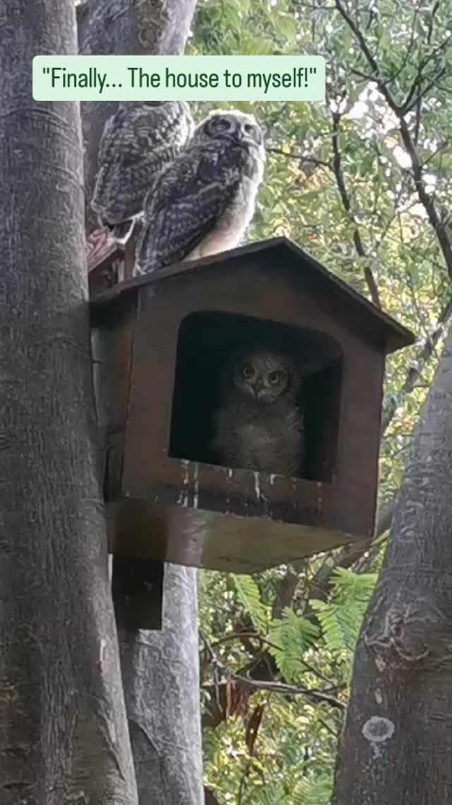 Home Alone: Owl Edition 🦉 Spotted Eagle Owls lay 2-4eggs a day or two ...