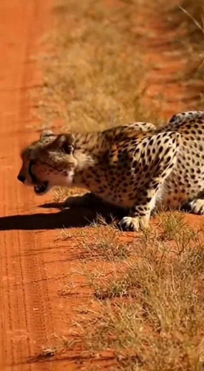 **"Savanna Surprise: Cheetah's Bold Ambush on Hippo Captured on Safari ...