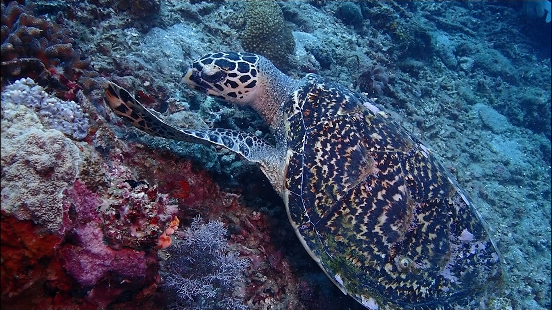 #WildlifeWednesday || DYK: The Hawksbill Turtle (𝘌𝘳𝘦𝘵𝘮𝘰𝘤𝘩𝘦𝘭𝘺𝘴 𝘪𝘮𝘣𝘳𝘪𝘤𝘢𝘵𝘢 ...