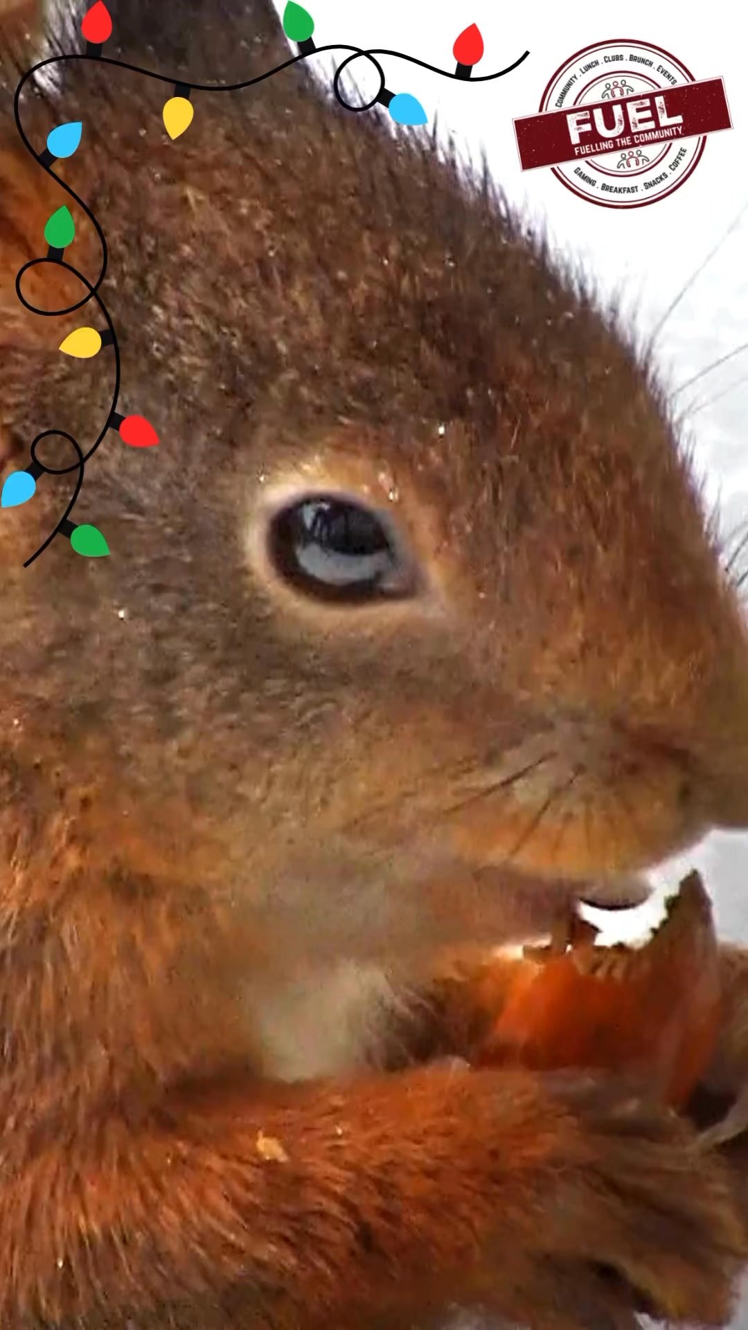 Join Cyril the Squirrel and crack open a cup of our hazelnut hot ...