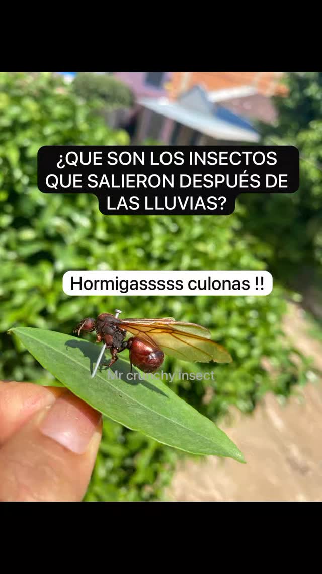 MR Crunchy insect- Hormigas Culonas | Medellín