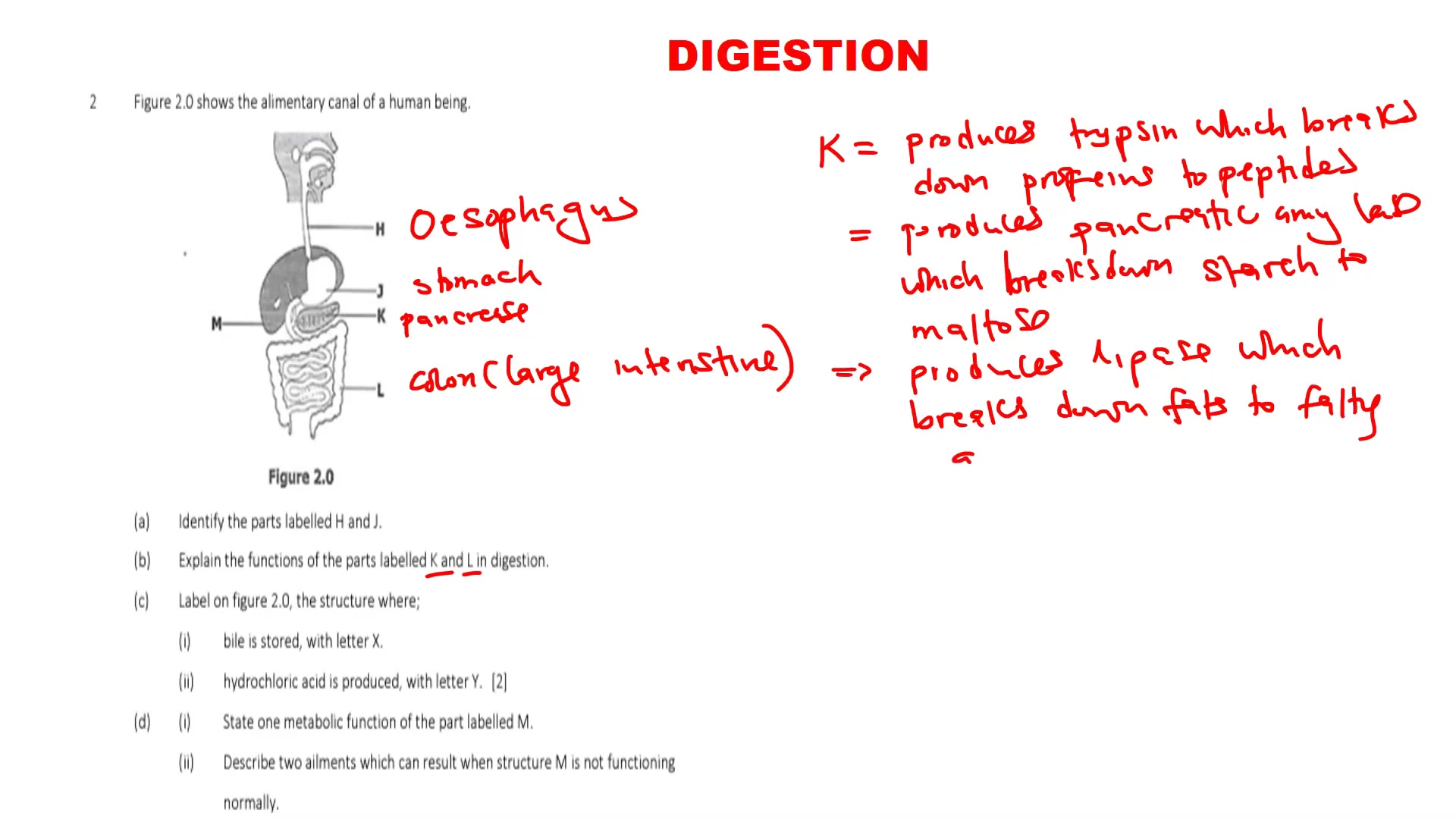 BIOLOGY -LESSON 3 DIGESTION EXAM QUESTION We offer intensive online and ...