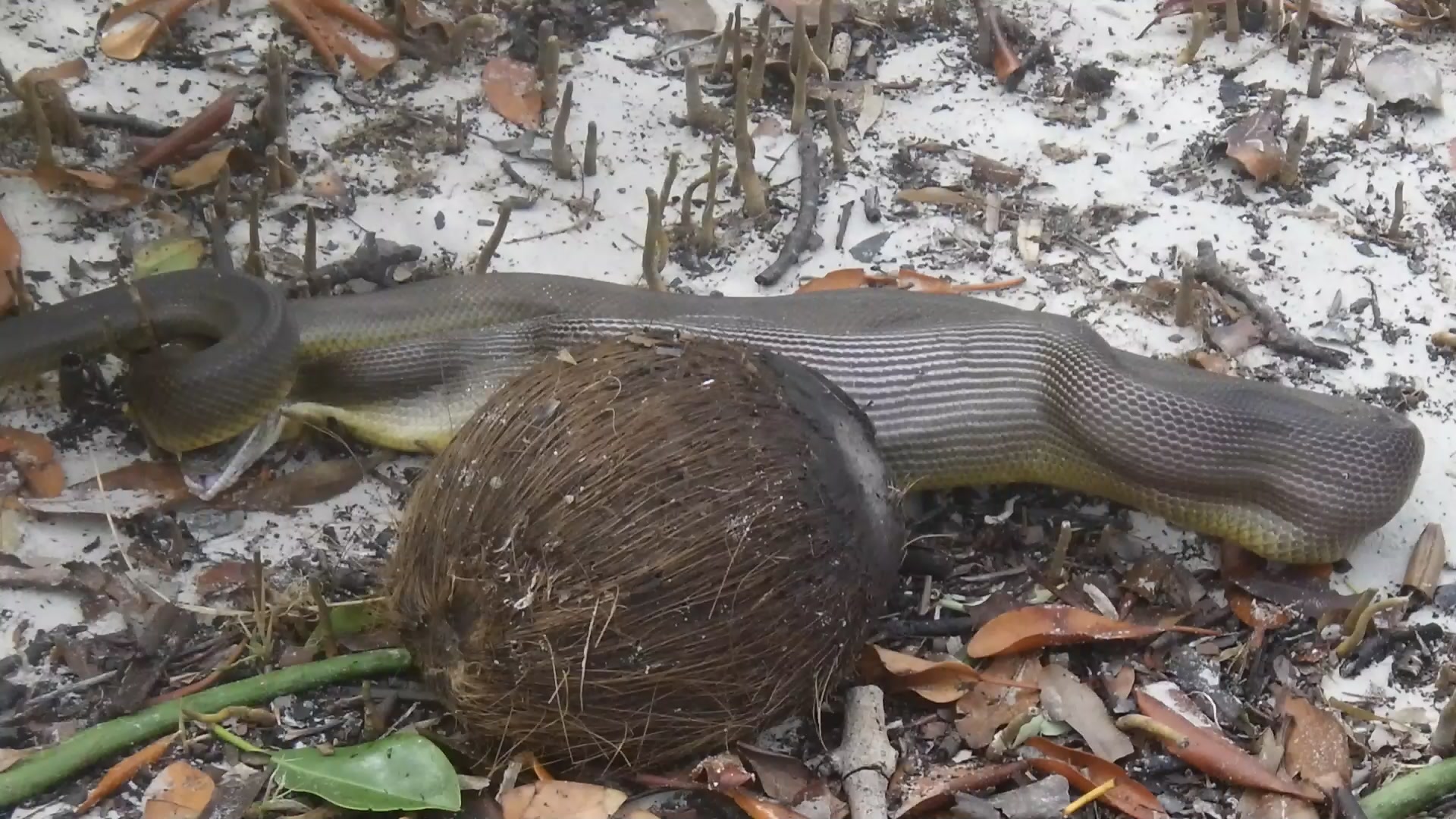 Food Coma Olive Python One Curlew Nil Edit Its A Water Python