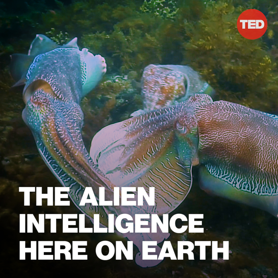 The intelligence of octopuses and squids is so complex and fascinating ...