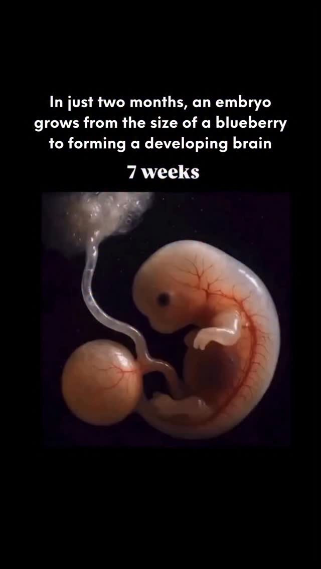 This video captures the extraordinary journey of human embryonic ...