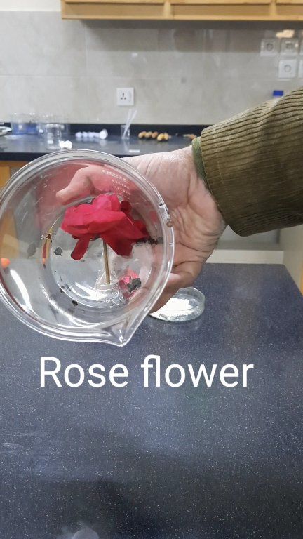 Restore a Rose |🌹| #reels #science #experiment #chemistry #everyone ...