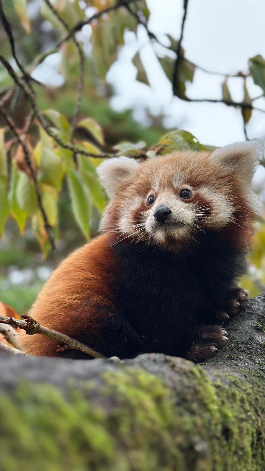 Just Three Adorable Red Panda Cubs Doing Their Thing ️ — — — Manor