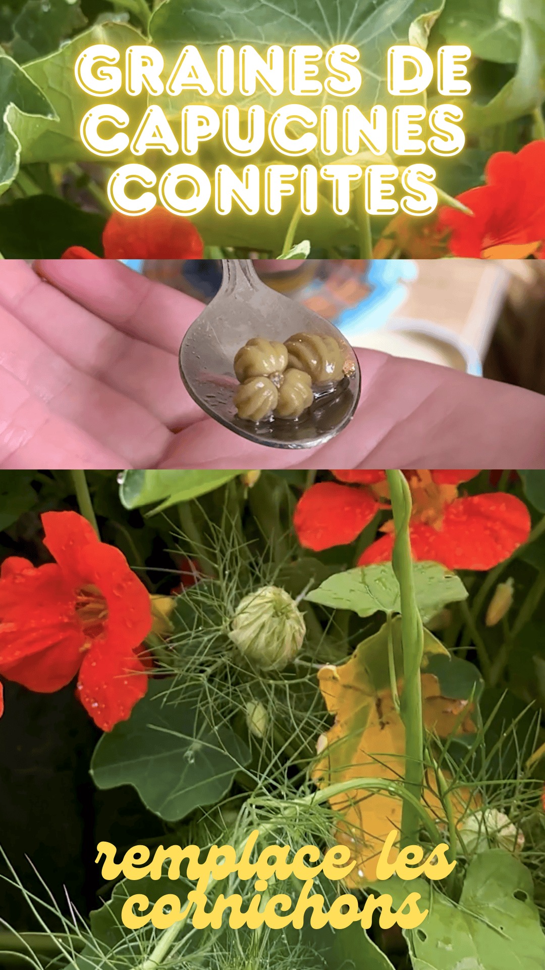 Graines de capucines, un condiment à tester ! #fblifestyle #jardin # ...