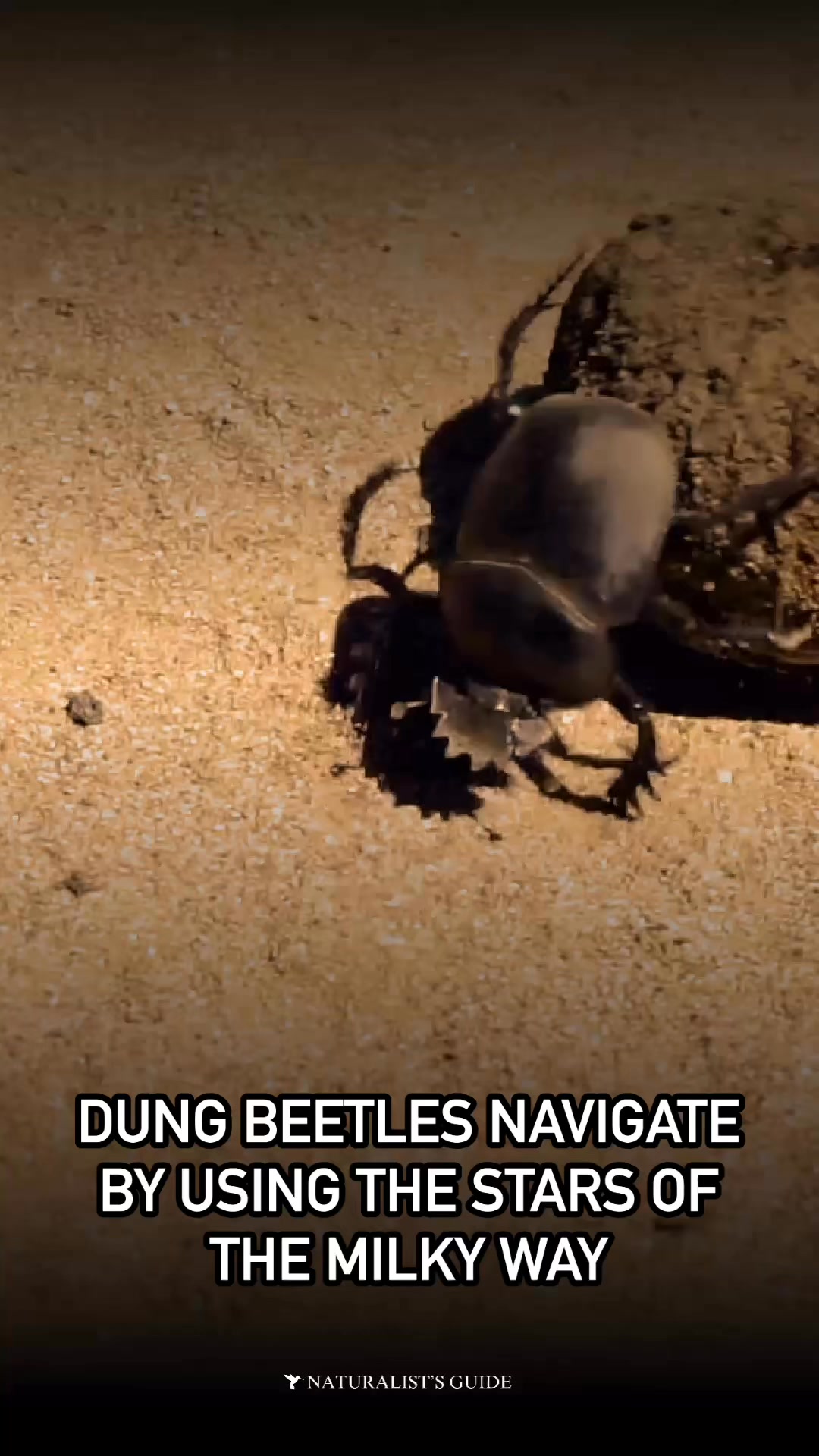 Did you know, dung beetles navigate by using the stars of the Milky Way ...