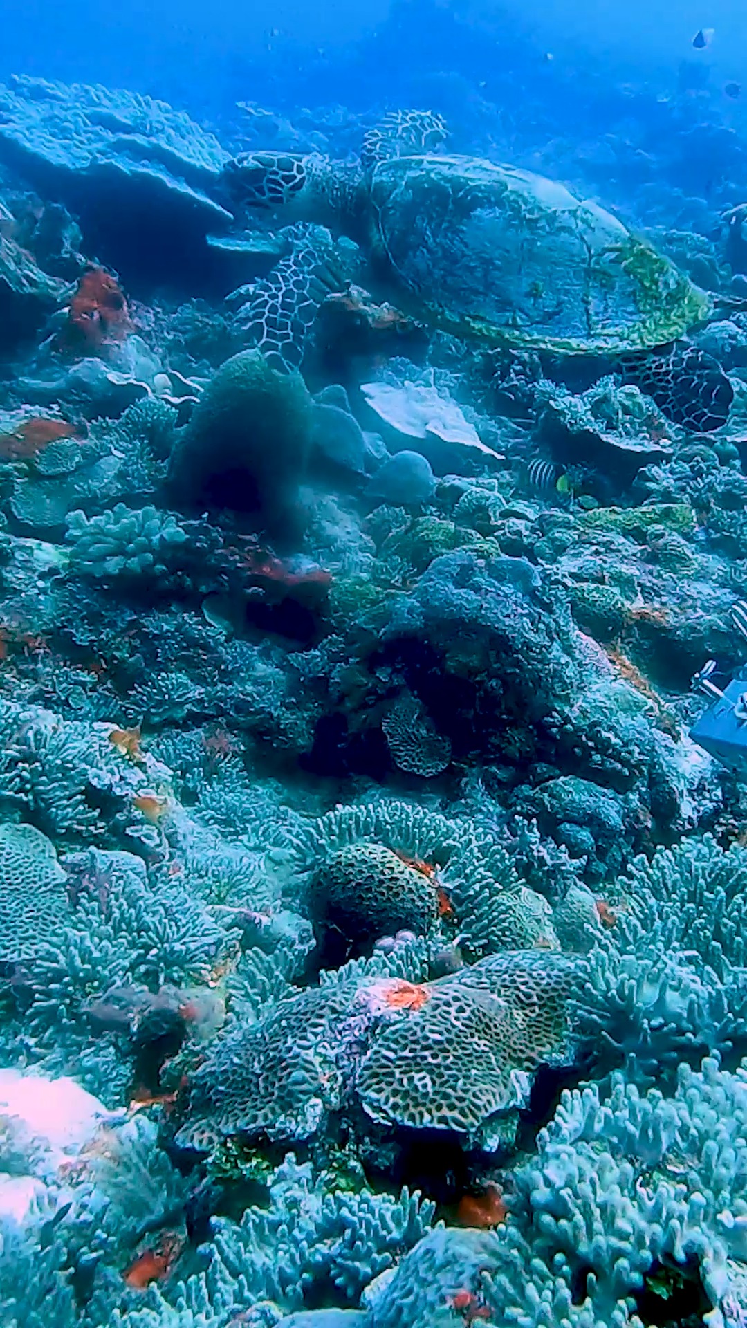 Your moment of calm courtesy of this Hawksbill sea turtle (Eretmochelys ...