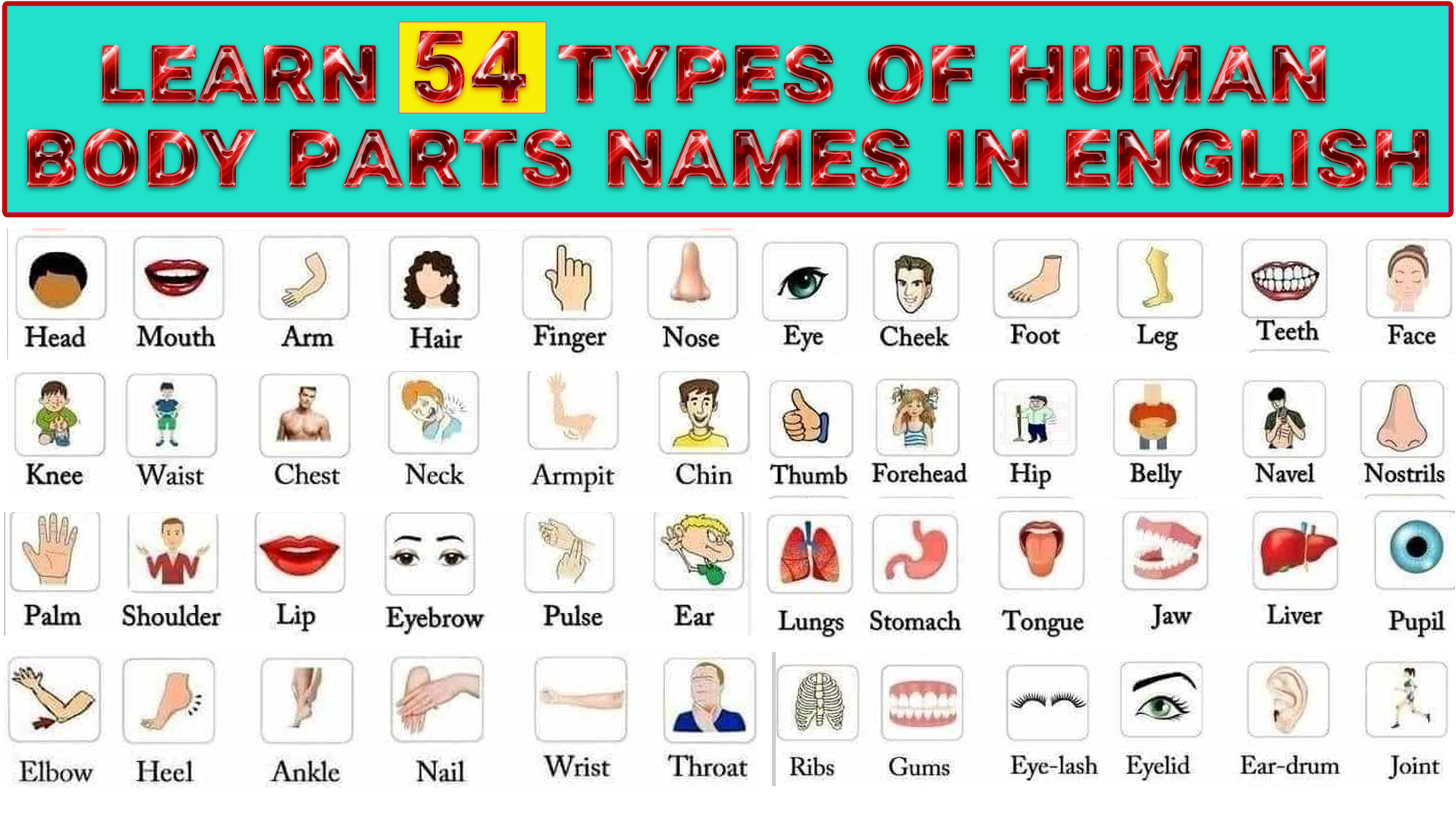 (human body parts vocabulary) learn 54 types of human body parts names ...