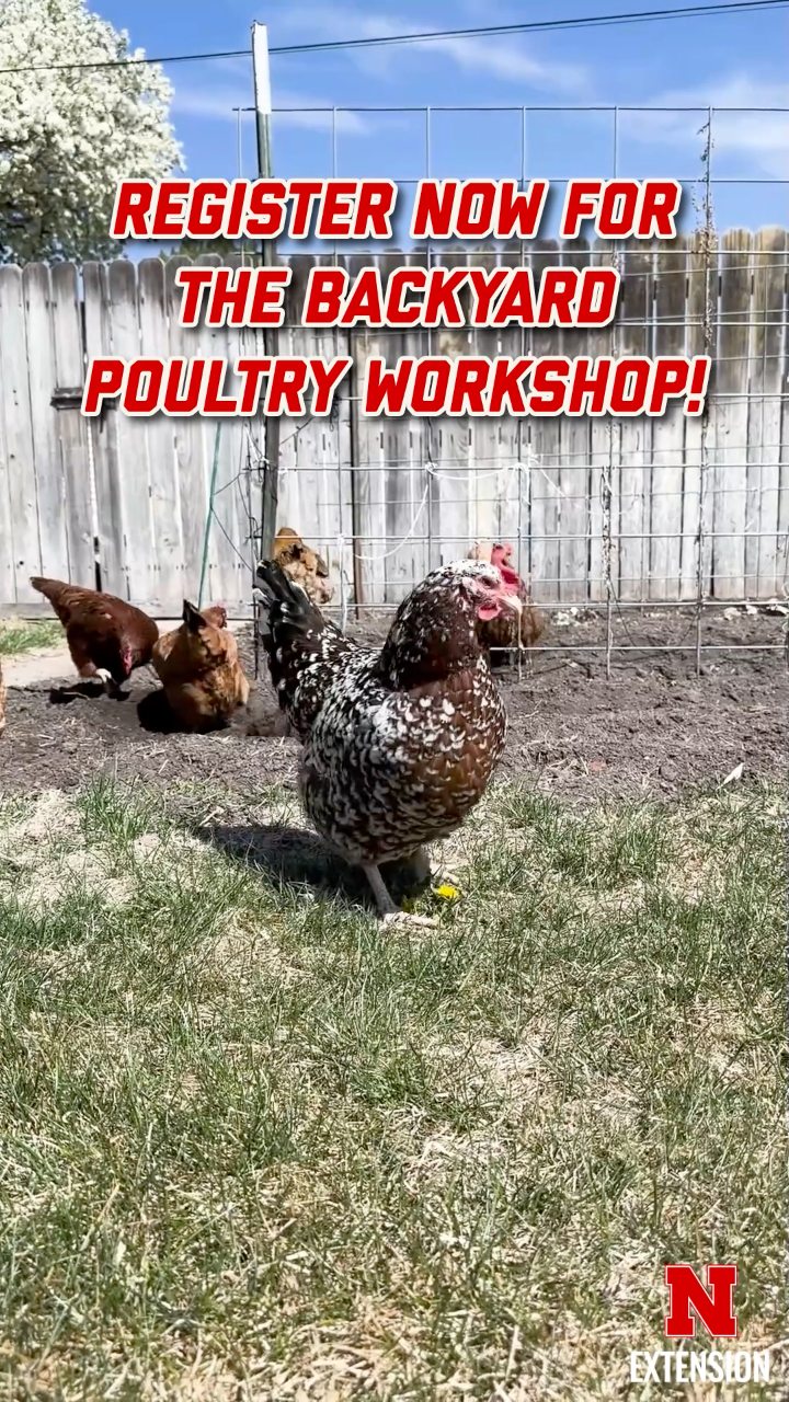 Join Nebraska Extension this week for the Backyard Poultry Workshop! 🐓 ...
