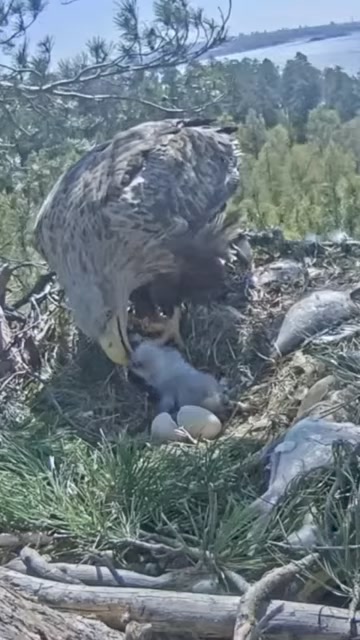 Second Egg Hatched In Eagle Nest ｜ Eagle Whitetaleeagle Egg Eaglet