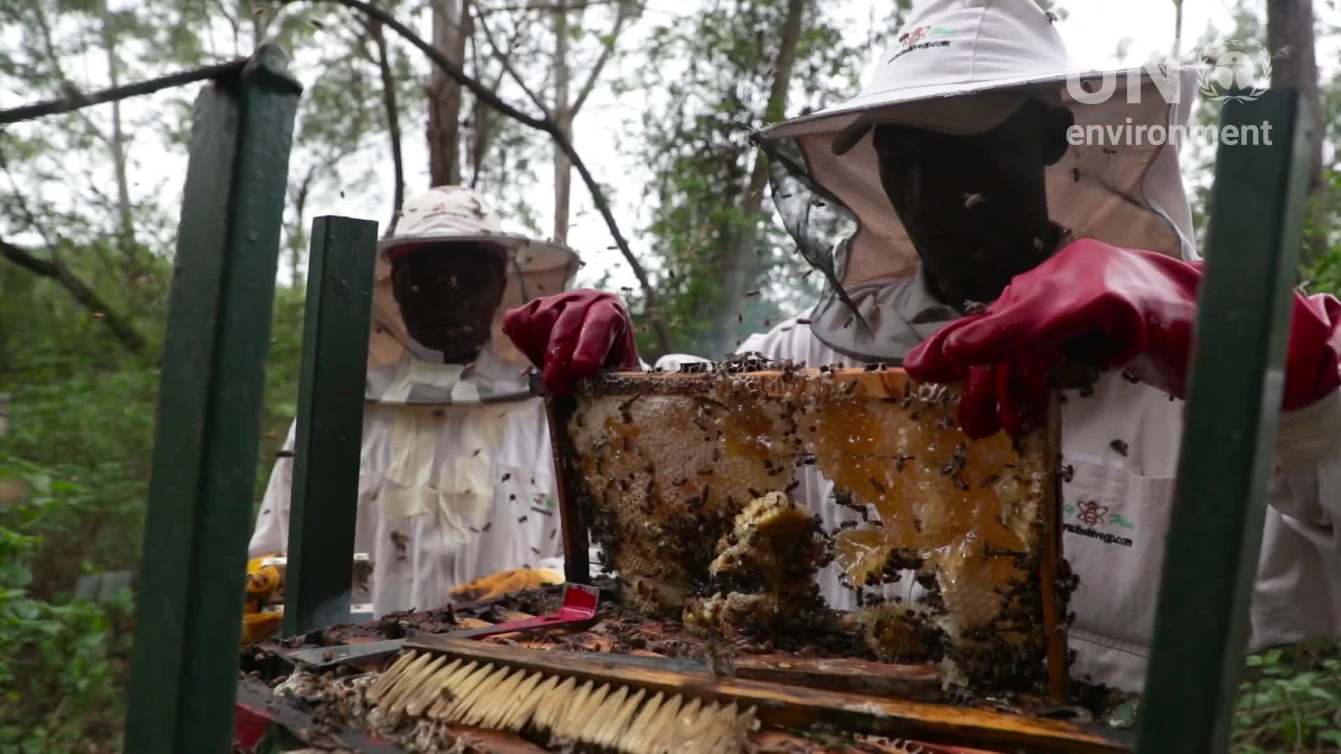 World Bee Day 20 May, 2021 We all depend on the survival of bees: Bees ...