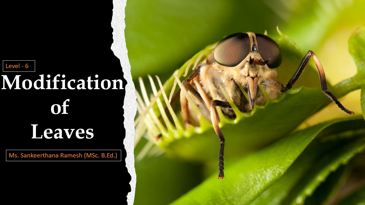 Modification Of Leaves I Leaf Modification I Insectivorous I Carnivorous Plant Skssmartteaching
