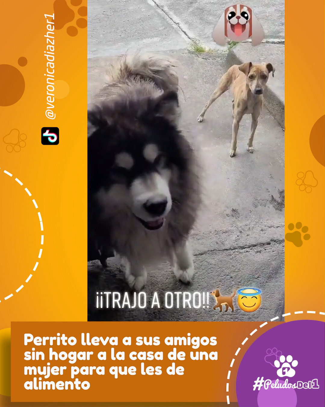 Perrito Lleva A Sus Amigos Sin Hogar A La Casa De Una Mujer Para Que Les De Alimento