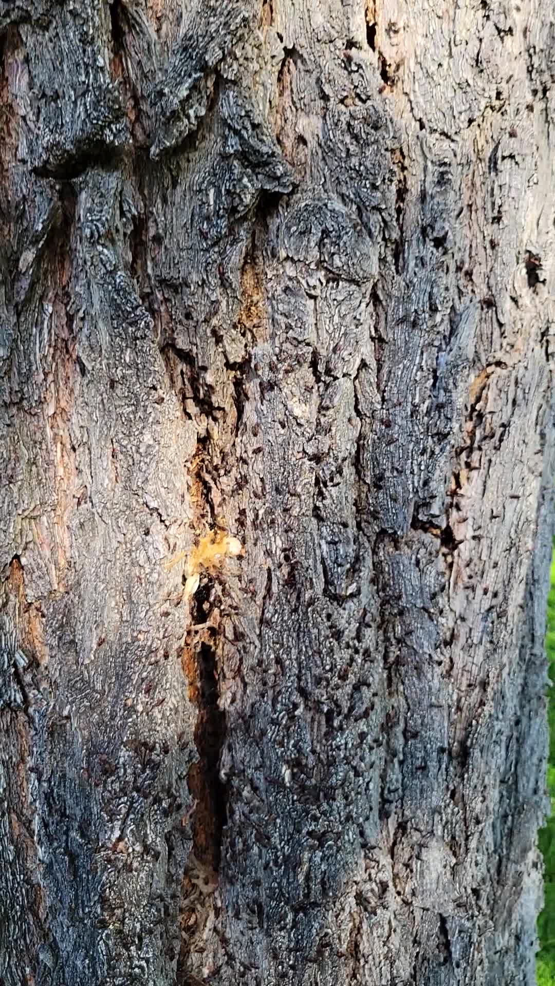 Bug Busters Tree Pro Tech Murray Ut