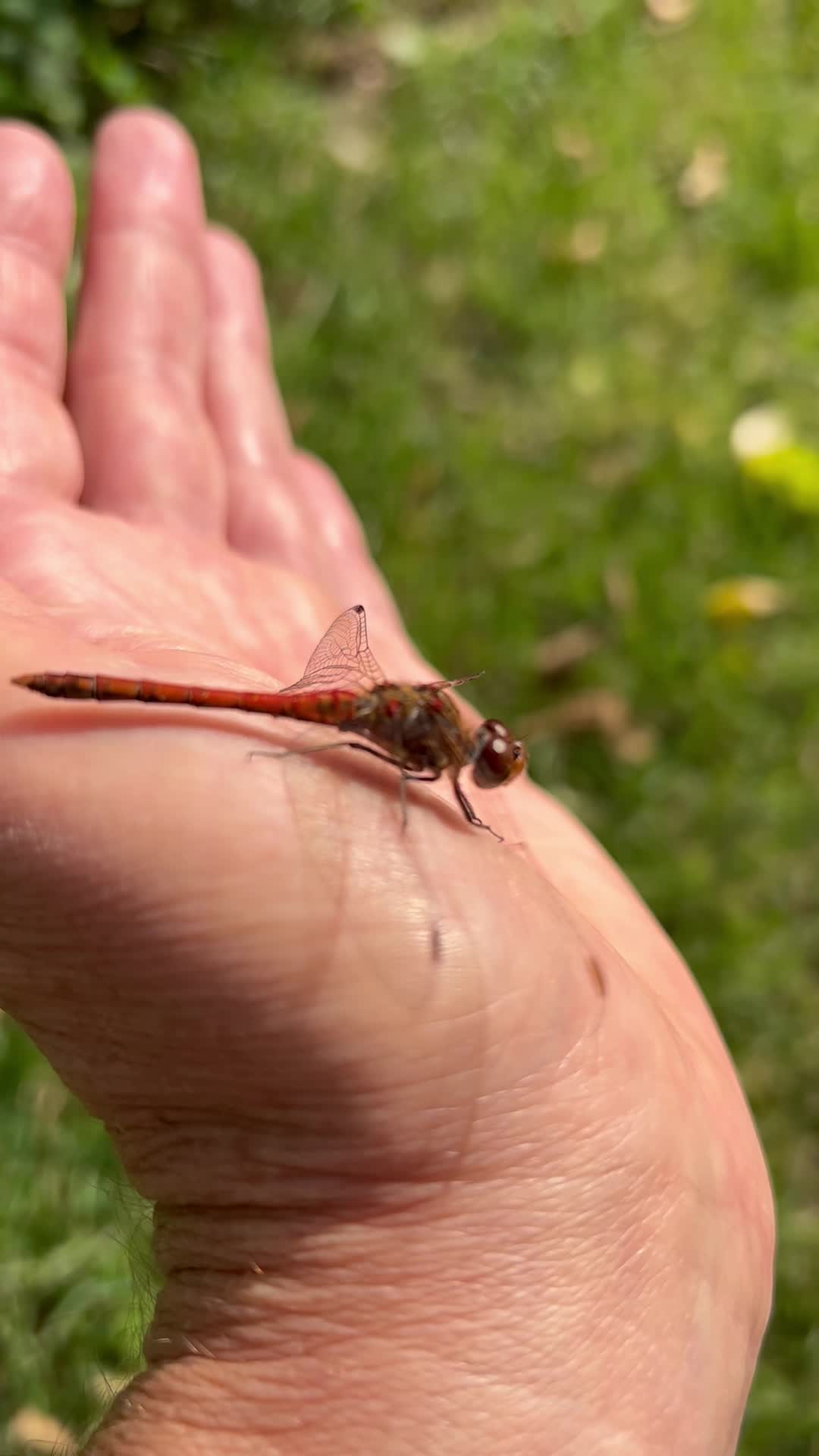 “den RØde Helikopter” 😂😍 Jeg Har Trænet Denne Guldsmed I At Lande I Min