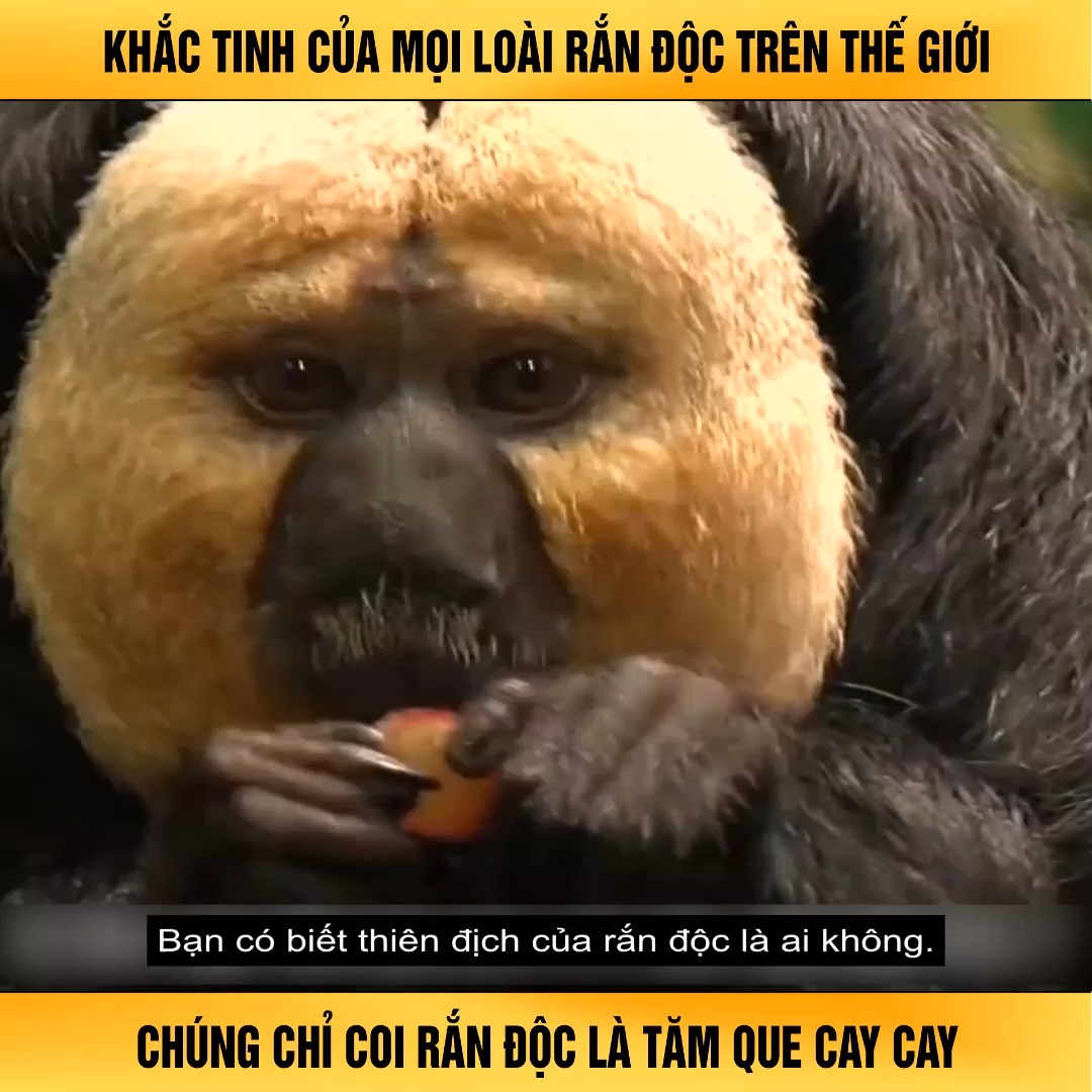 Con Vật Cute Này Lại Là Khắc Tinh Với Mọi Loài Rắn độc Trên Thế Giới 8522
