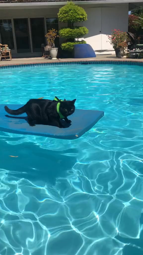 Simon The Backpacking Kitty
