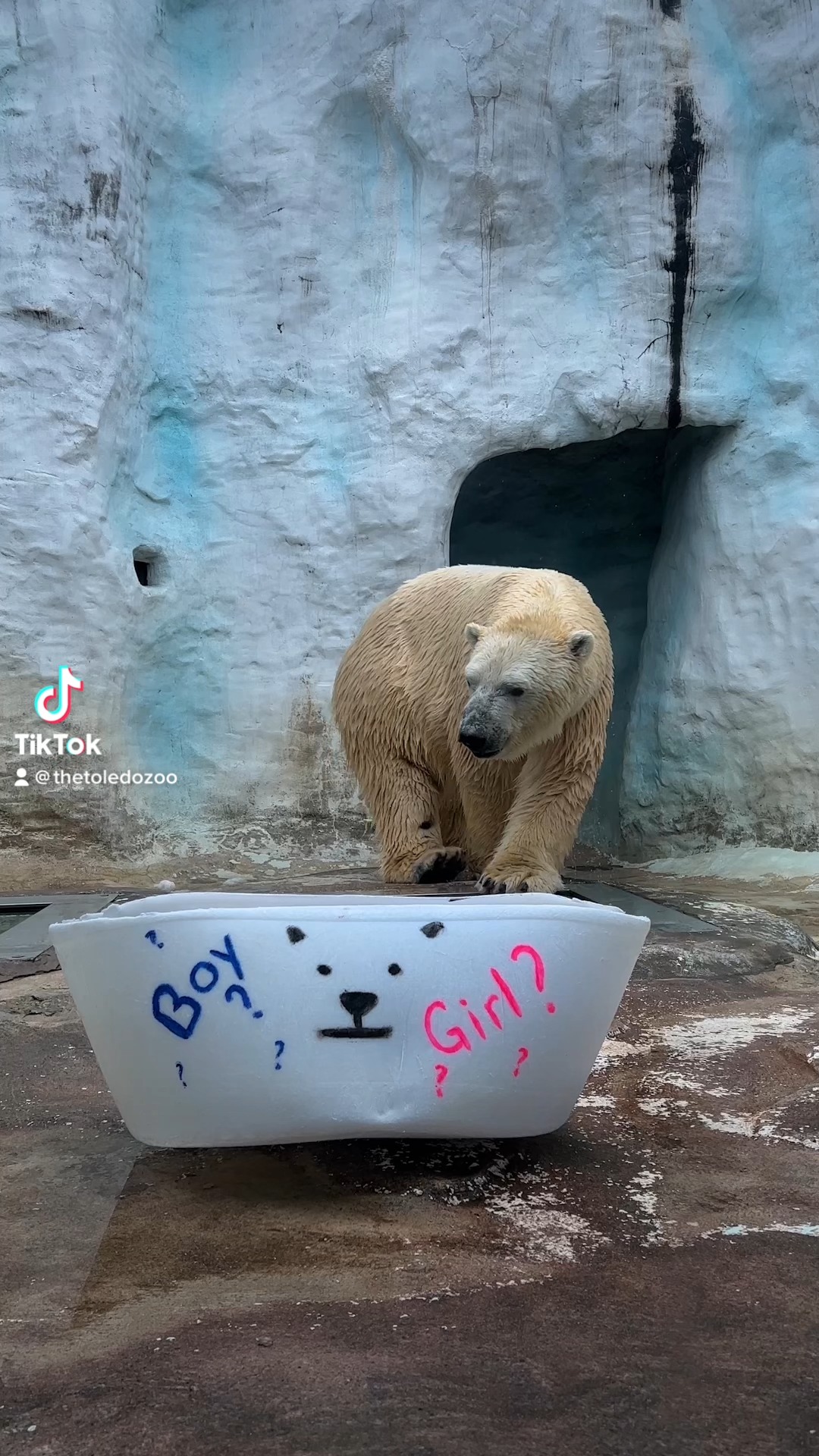 Polar Bear Cubs Gender Reveal Announcement Brrrrrrreaking News 🐻‍ ️🎊🐻‍ ️ Before Nukas